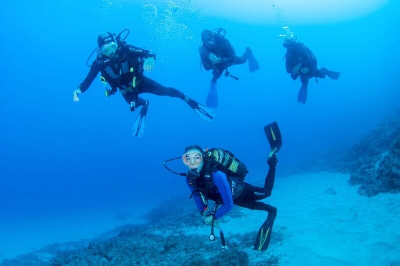 Beginner Scuba Dive with Scubapoint Tenerife in Turtle Area - Key Points