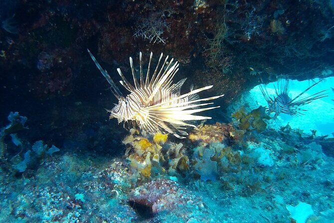 Beginners Discover Scuba Diving By Boat, Best Spot In Cyprus - An In-Depth Look at the Experience
