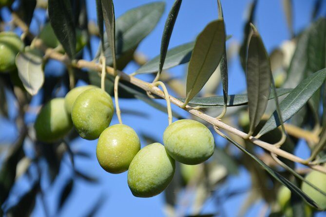 Bella Toscana - San Gimignano plus 2 Chianti Wineries and lunch - FAQ  