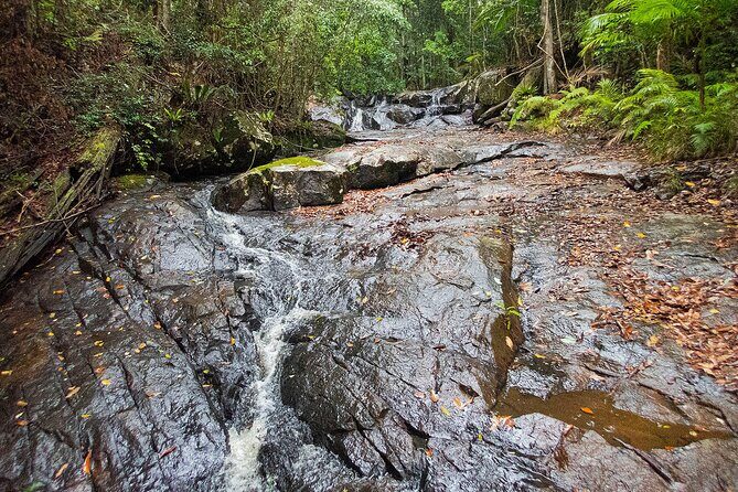 Bellthorpe Rainforest Private Tour - Why This Tour Offers Value
