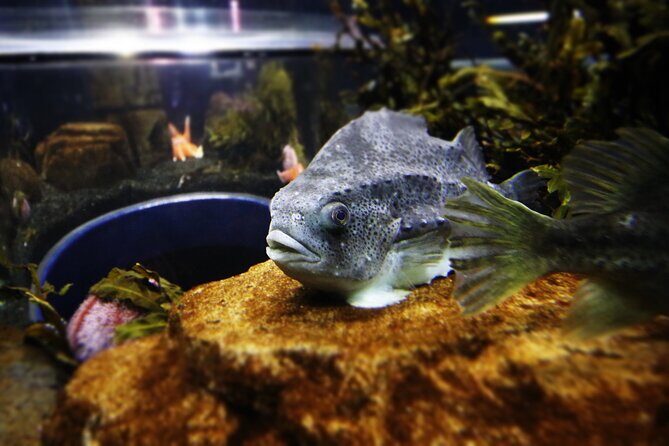 Beluga and Puffin Sanctuary Visitor Centre with Aquarium - Introduction