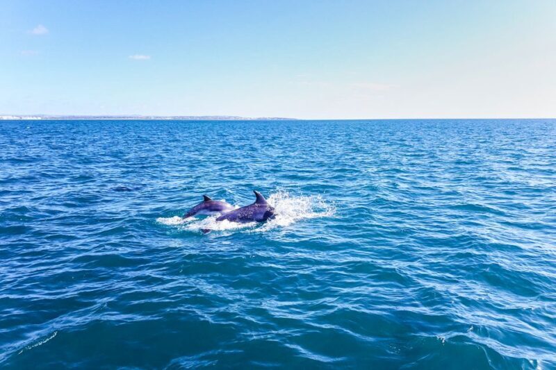 Benagil: Benagil Caves and Secret Spots Guided Kayaking Tour - FAQ