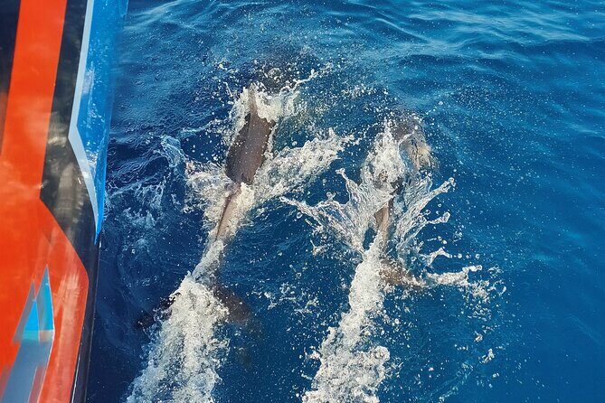 Benagil Caves and Dolphin Watching - 2.5h - Final Thoughts: Is It Worth It?