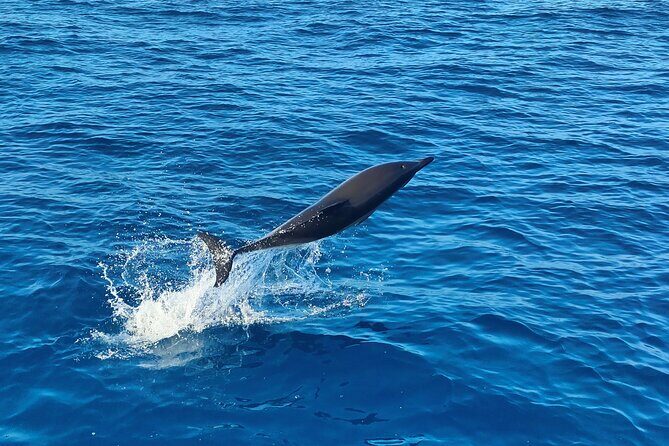 Benagil Caves and Dolphin Watching - 2.5h - FAQ