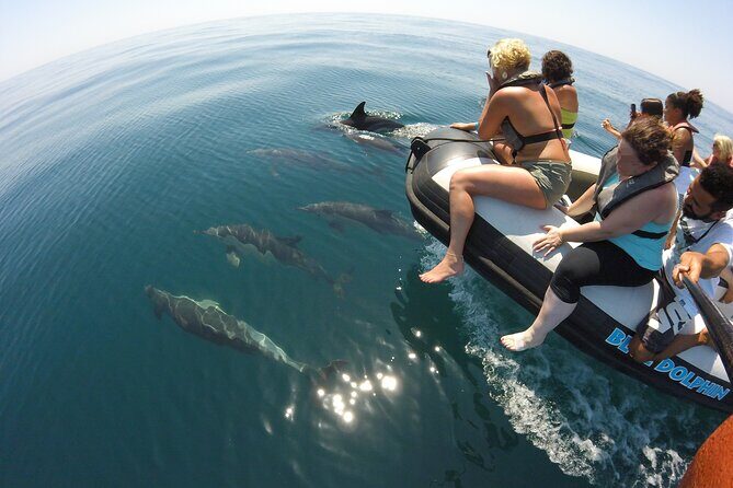 Benagil Caves and Dolphins from Albufeira - Key Points