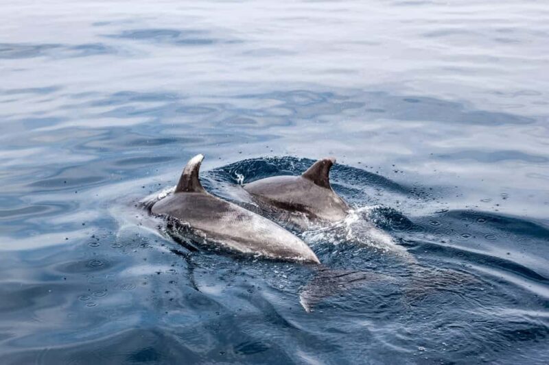 Benalmadena: Dolphin Sighting Boat Tour - An Authentic Marine Adventure in Benalmádena