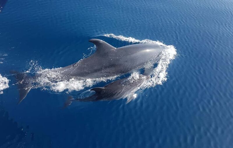 Benalmadena: Dolphin Sighting Boat Tour - What Makes This Tour Special?