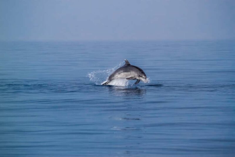 Benalmadena: Dolphin Sighting Boat Tour - What’s Included and What to Keep in Mind