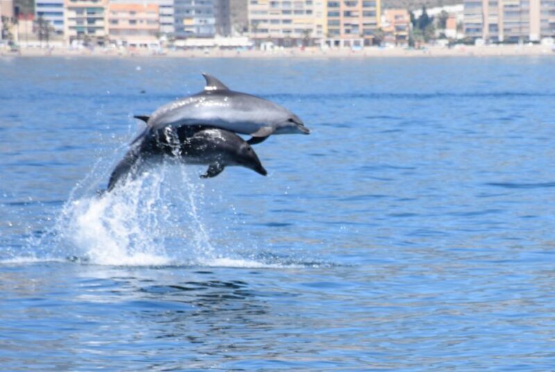 Benalmadena: Dolphin Watching Boat Tour - An In-Depth Look at the Tour Experience