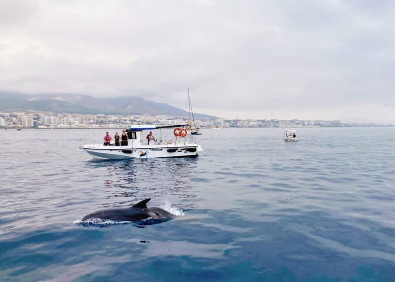 Benalmadena: Private Boat Trip Dolphins, Drinks & Snacks - What to Expect During the Trip