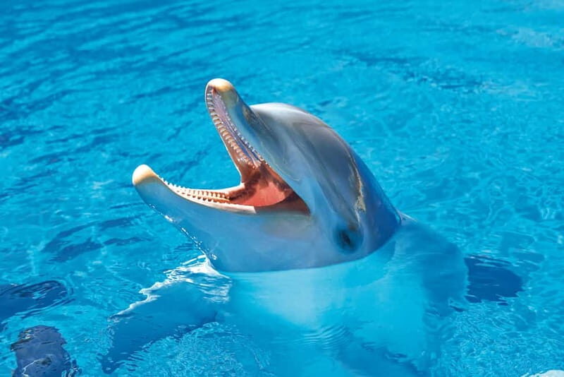 Benidorm: Mundomar Animal Park Entrance Ticket - The Sum Up