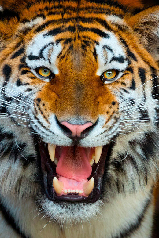 Benidorm: Terra Natura and Aqua Natura Combo Day Ticket - Diving into Aqua Natura Water Park