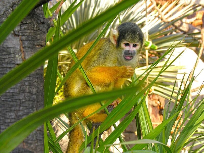 Benidorm: Terra Natura Theme Park 1-Day Tickets - Who Will Love Terra Natura?