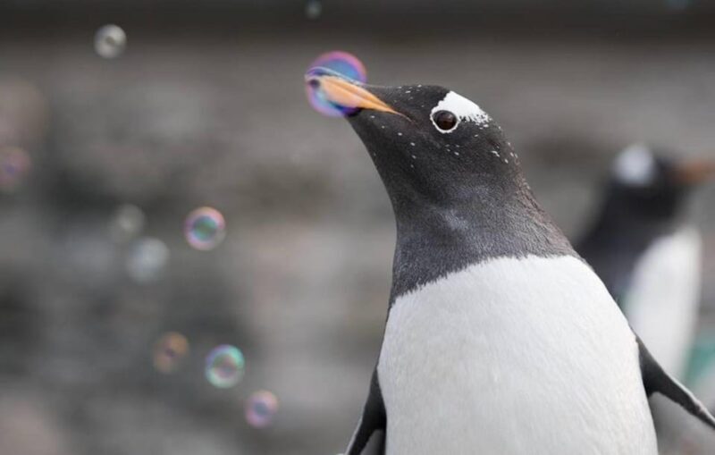 Bergen: Bergen Aquarium Entry Ticket - Key Points