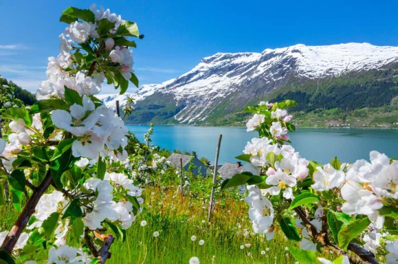 Bergen: Hardangerfjord & Waterfalls Bus Tour with Apple Pie - Why You’ll Love This Tour