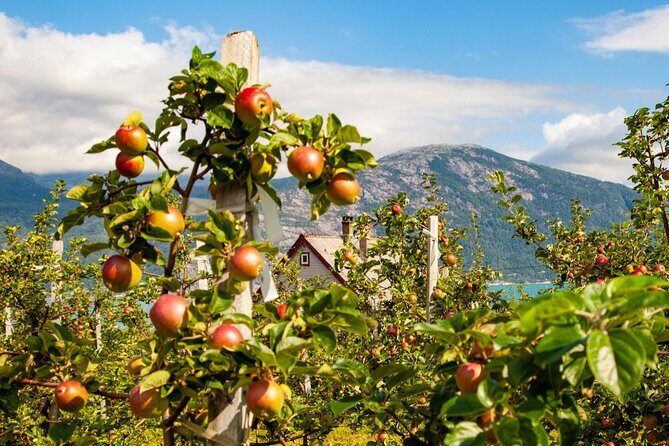 Bergen: Hardangerfjord, Waterfalls, Culture & Apple pie - Salthammeren Stone Age Carvings