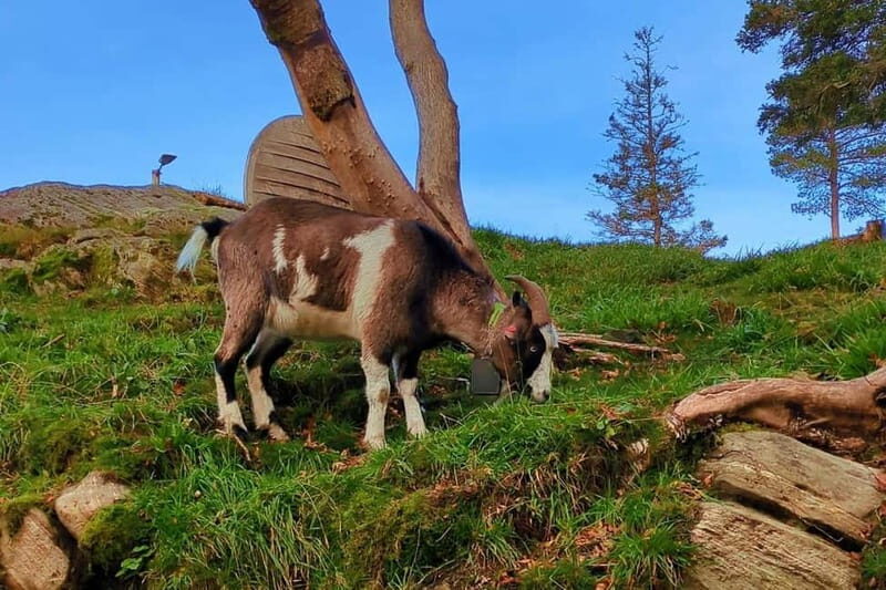 Bergen Like a Local: Culture, Views, and the Stave Church - Key Points