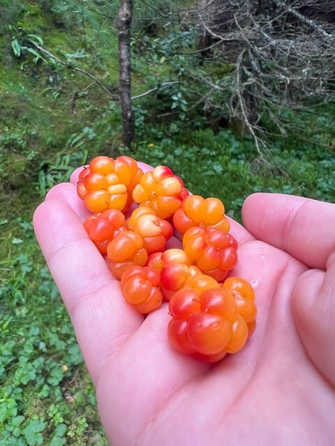 Bergen Magical Nature Tour | ViFlowExperience - Highlights from Reviews