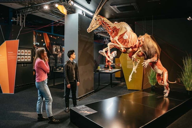 Berlin: Tickets for the BODY WORLDS Museum in Berlin - What to Expect at the BODY WORLDS Museum