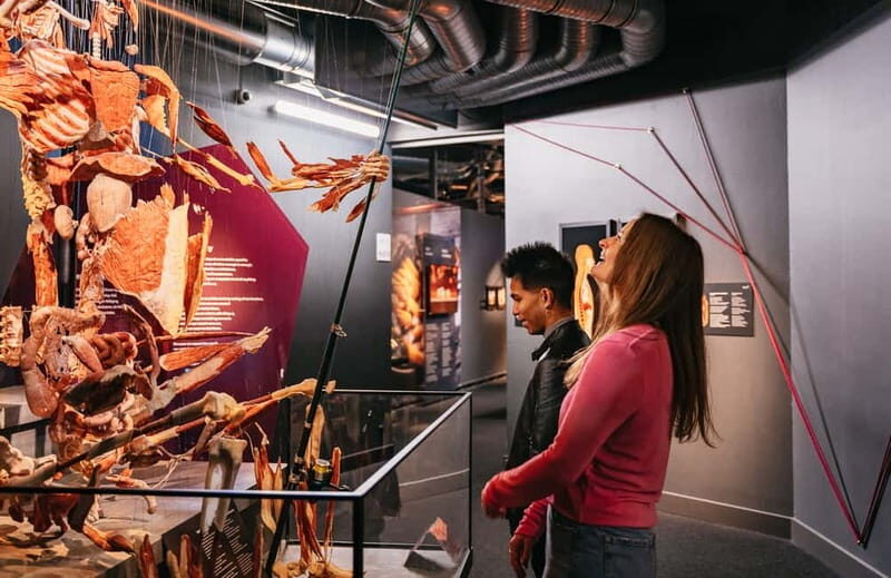 Berlin: Tickets for the BODY WORLDS Museum in Berlin - Who Will Benefit Most?