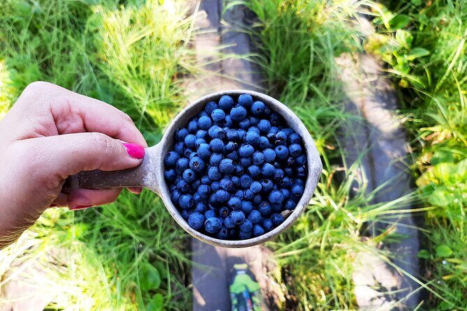 Berry Picking in a National Park - What Makes This Tour Stand Out?