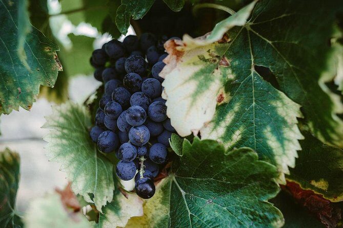 Bertrand Bosc wine and food tour in Pic St Loup - Final Thoughts