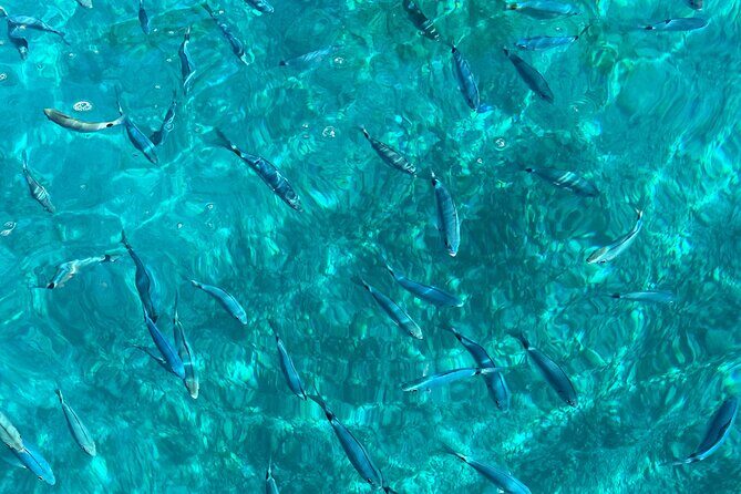 Bespoke private boat tour from Split & Trogir with a local expert - What’s Included and What Not