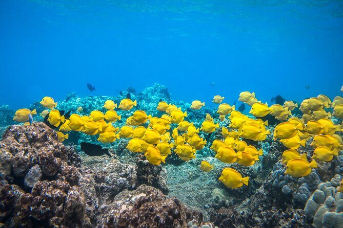 Best Coral Reef Snorkel Tour in Kona - Protected Marine Sanctuary - Key Points