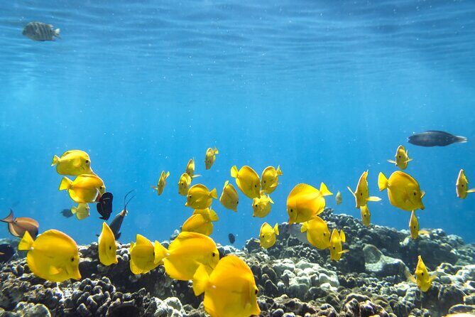 Best Coral Reef Snorkel Tour in Kona - Protected Marine Sanctuary - What to Expect from the Tour