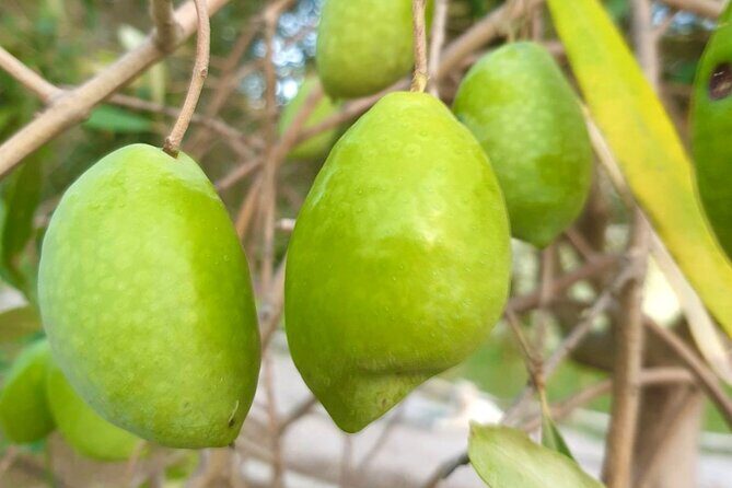 Best Corfu Tour with Boat Trip & Old Town for Cruise Passengers - Final Thoughts