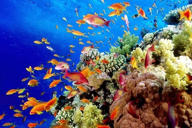 Best half-day snorkel tour: visit Kaan Luum, Yalku & Cenote - The Sum Up