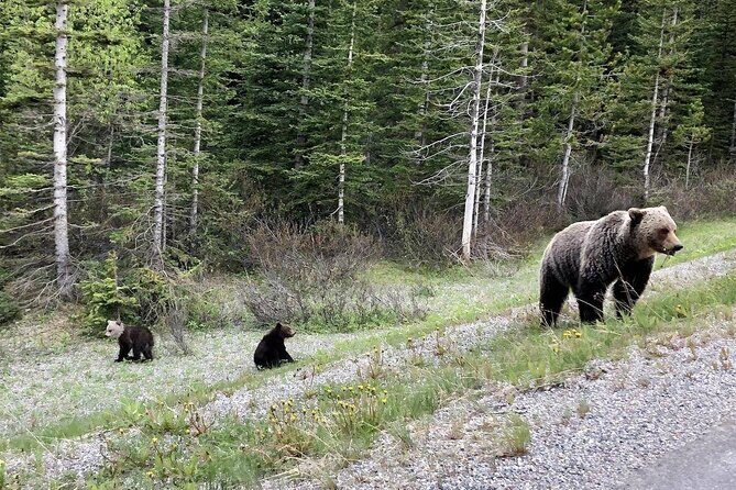 Best of Banff in Winter & Wildlife & Crazy Carpet Sled - FAQs