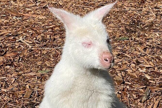 Best of Blue Mountains: Private Tour - FAQ