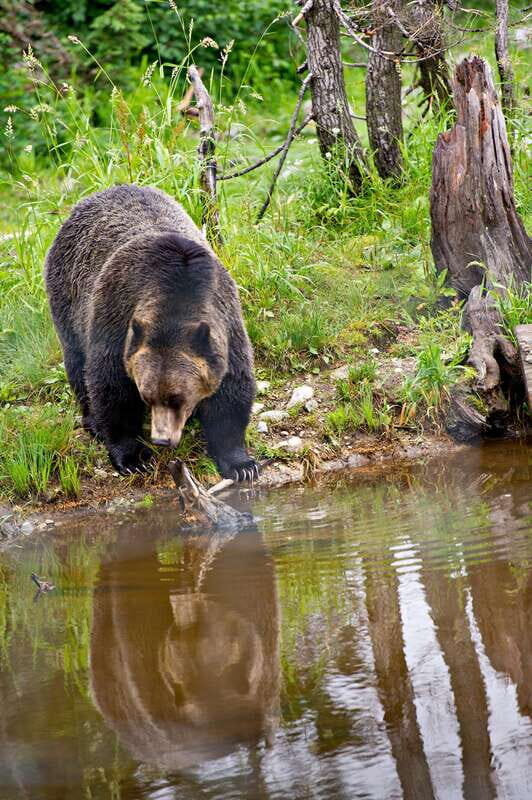Best of Kananaskis PRIVATE SAFARI Tour + Custom Nature Walk - What Makes This Tour Stand Out?