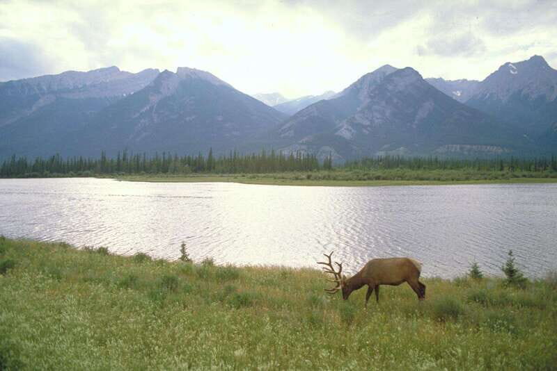 Best of Kananaskis PRIVATE SAFARI Tour + Custom Nature Walk - FAQ