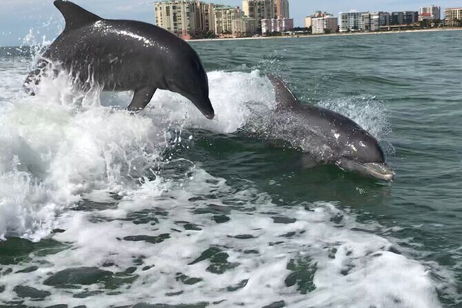 Best of Marco Island Dolphin Tour - Key Points  