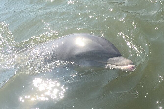 Best of Marco Island Dolphin Tour - FAQs