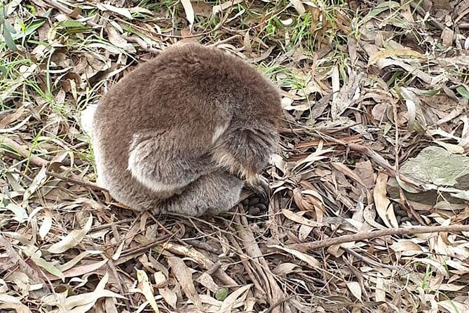 Best of Melbourne City & Wildlife Sanctuary for Cruise Passengers - FAQs