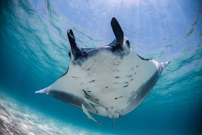 Best of Ningaloo Mantas and More - Key Points  