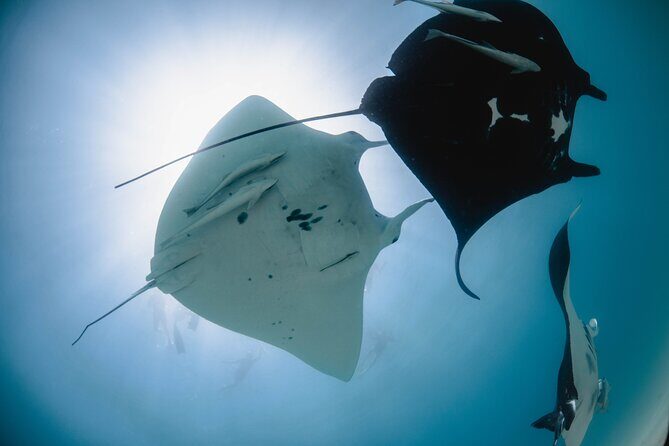 Best of Ningaloo Mantas and More - Diving Into the Details of the Tour  