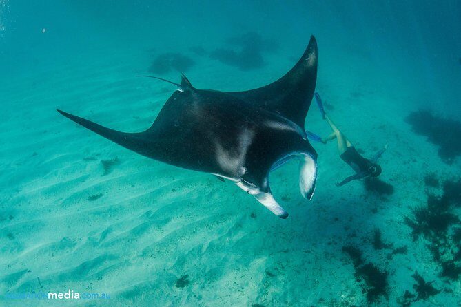 Best of Ningaloo Mantas and More - FAQ  