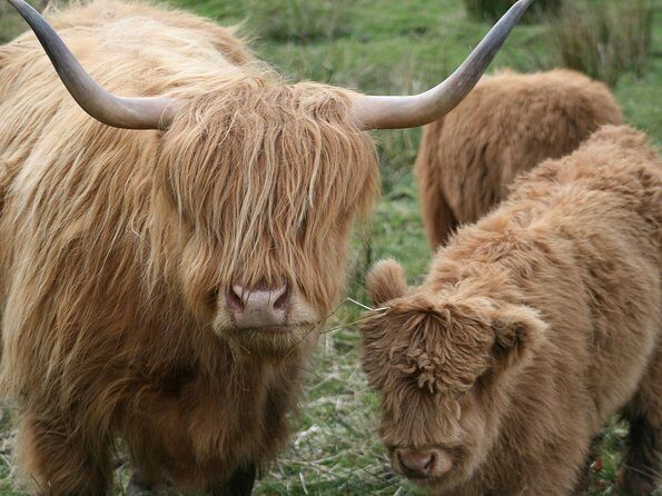 Best of Scotland in a Day Very Small Group Tour from Edinburgh - Transportation and Small Group Experience