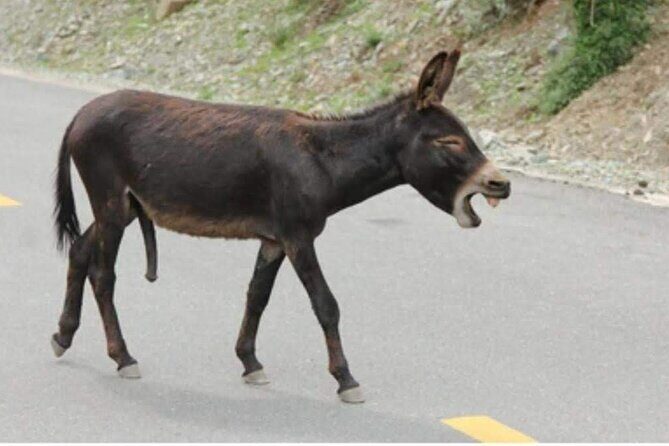 Best private local tour guided in Mykonos - 4 hours! - Key Points