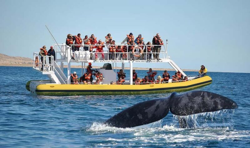 Best Tour to Peninsula Valdes - An In-Depth Look at the Peninsula Valdes Tour Experience