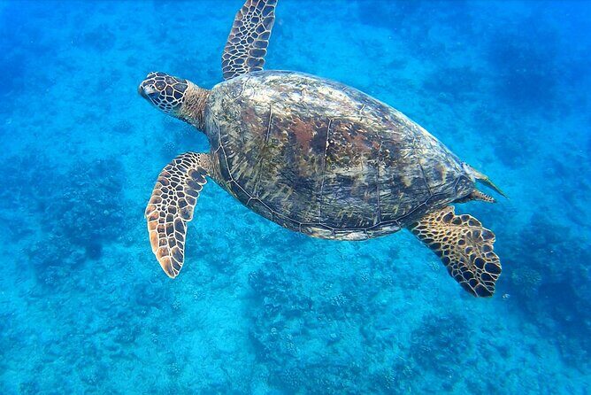 Best Waikiki Snorkel Tour: Guaranteed Turtles at Turtle Canyon - Key Points