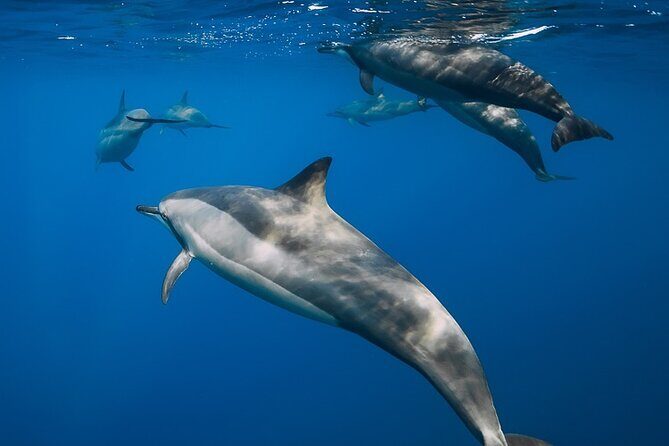 Best Waikiki Snorkel Tour: Guaranteed Turtles at Turtle Canyon - An Overview of the Experience