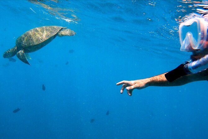 Best Waikiki Snorkel Tour: Guaranteed Turtles at Turtle Canyon - Why Travelers Keep Coming Back