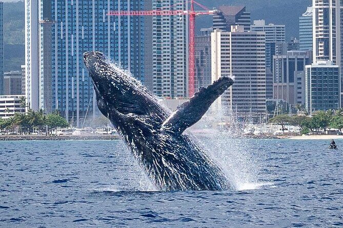 Best Waikiki Whale Watching in Honolulu: Whales Guaranteed - An In-Depth Look at the Waikiki Whale Watching Tour