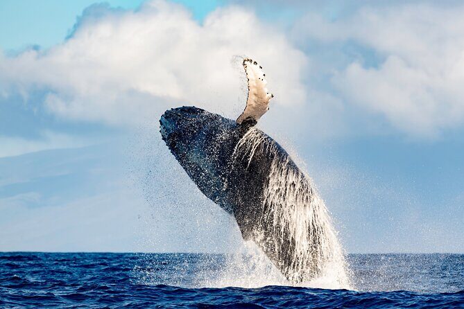Best Waikiki Whale Watching in Honolulu: Whales Guaranteed - Frequently Asked Questions