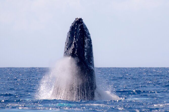 Best Waikiki Whale Watching in Honolulu: Whales Guaranteed - Final Thoughts